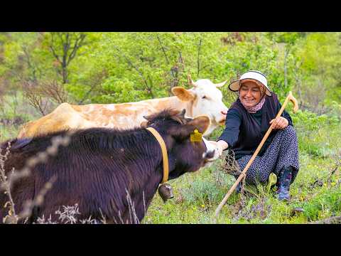 Anadolu'da İnek Yetiştiriciliği- Köyde Kadın Olmak| Belgesel