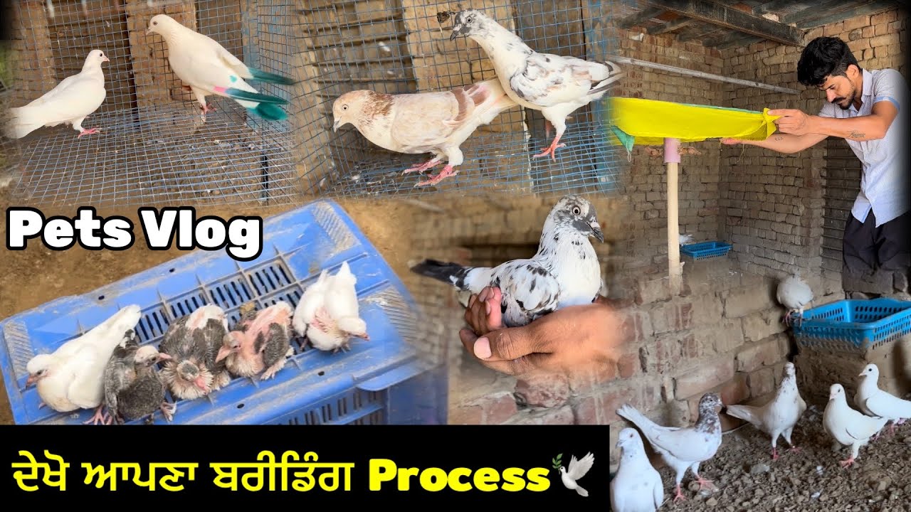 ਦੇਖੋ ਆਪਣਾ Breeding Process ਮਿੱਤਰੋ🕊️|| ਠੱਲ੍ਹ ਆਲੇ ਕਬੂਤਰ ਦੀ ਆਪੇ ਜੋੜੀ ਮਿਲਗੀ ...