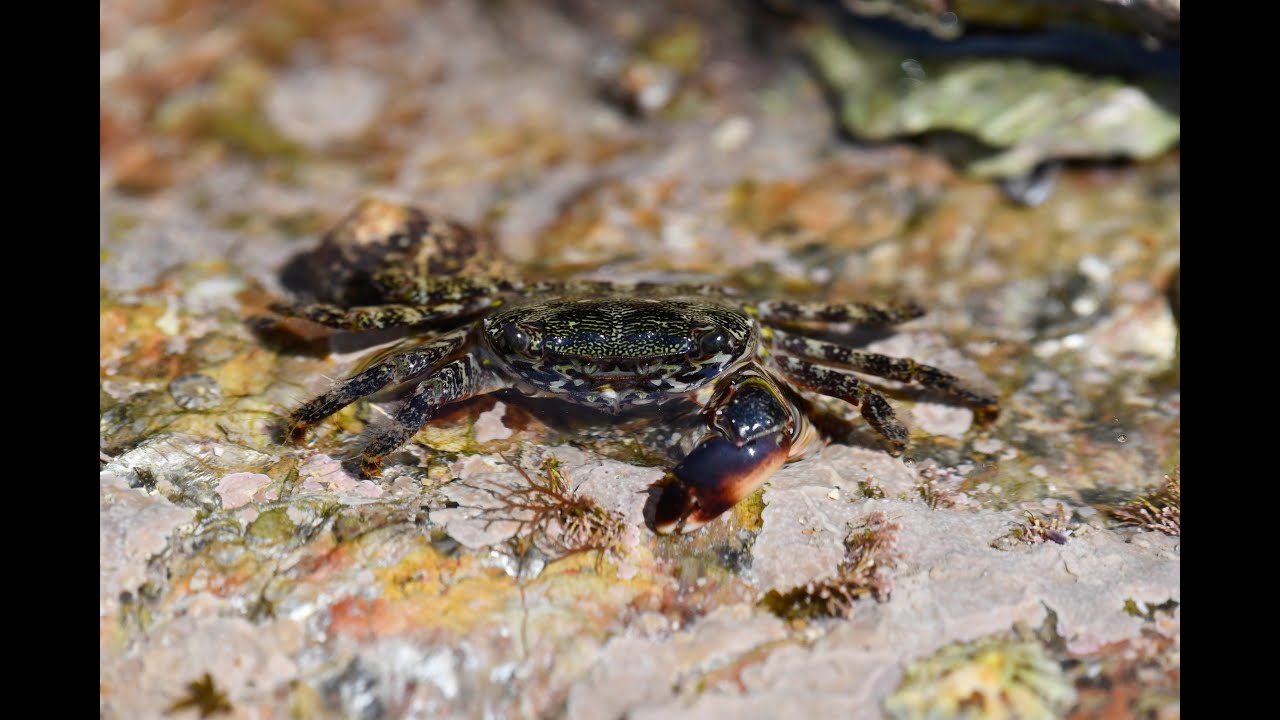 Marbled Rock Crabs Pachygrapsus marmoratus, La Sauzaie, Vendee - YouTube