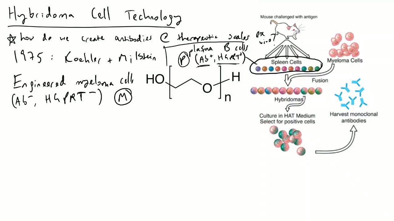 Hybridoma Cell Technology - YouTube