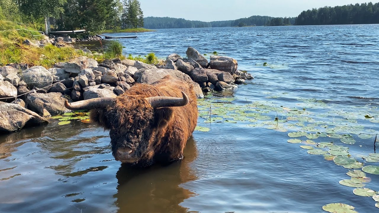 Highland Cattle Bull enjoying water - YouTube