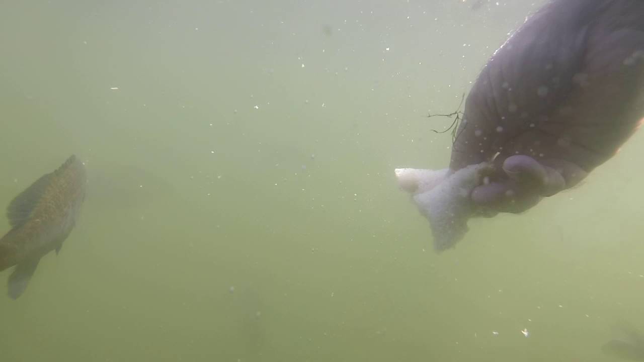Feeding bream - YouTube