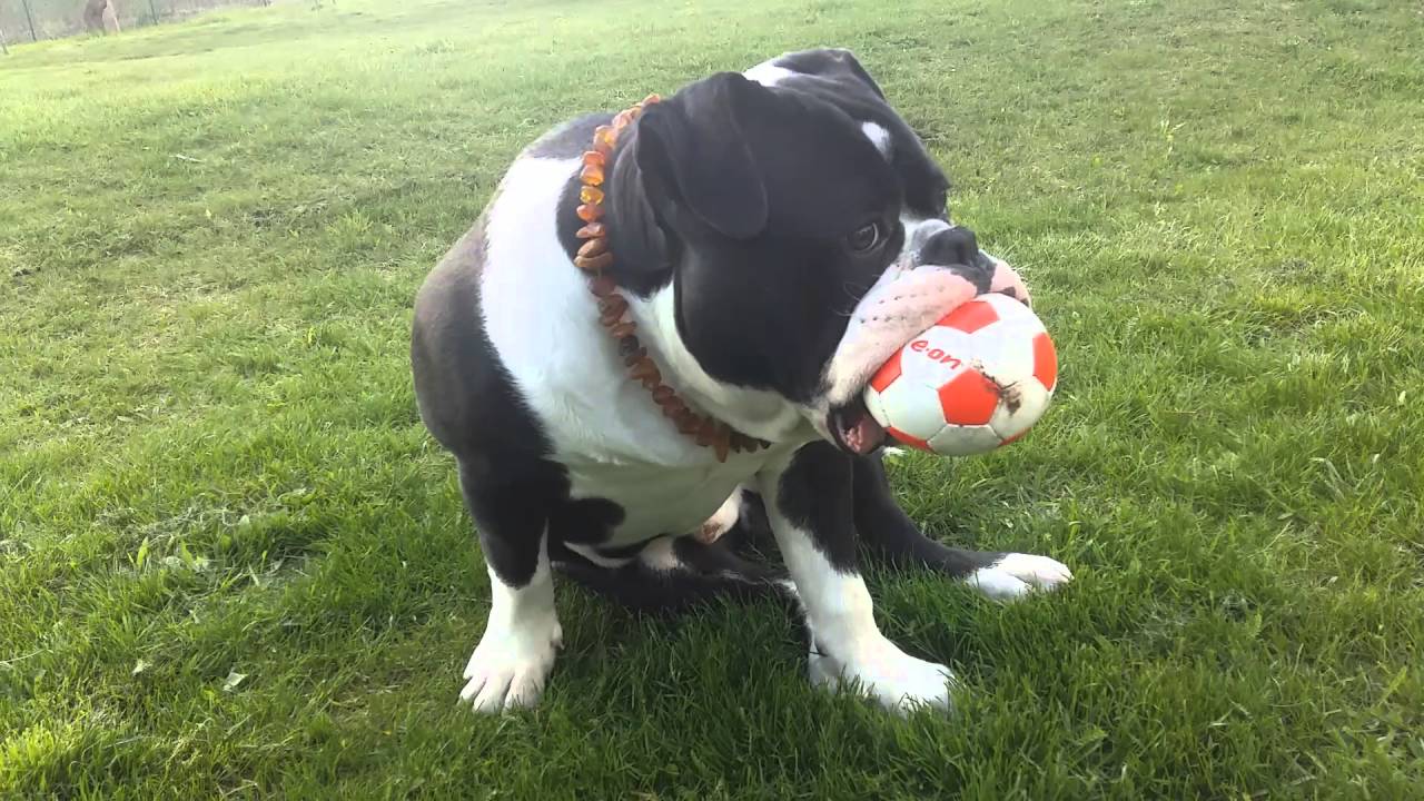 Bullforce Tank - son of Bullforce Scarface - 8 months old - Old English ...