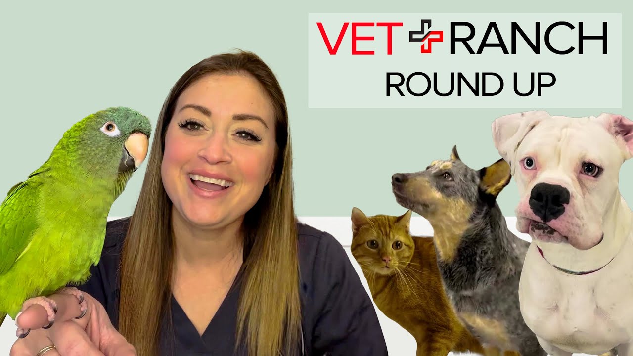 This week on VR RoundUp: Happy Times at Vet Ranch! - YouTube