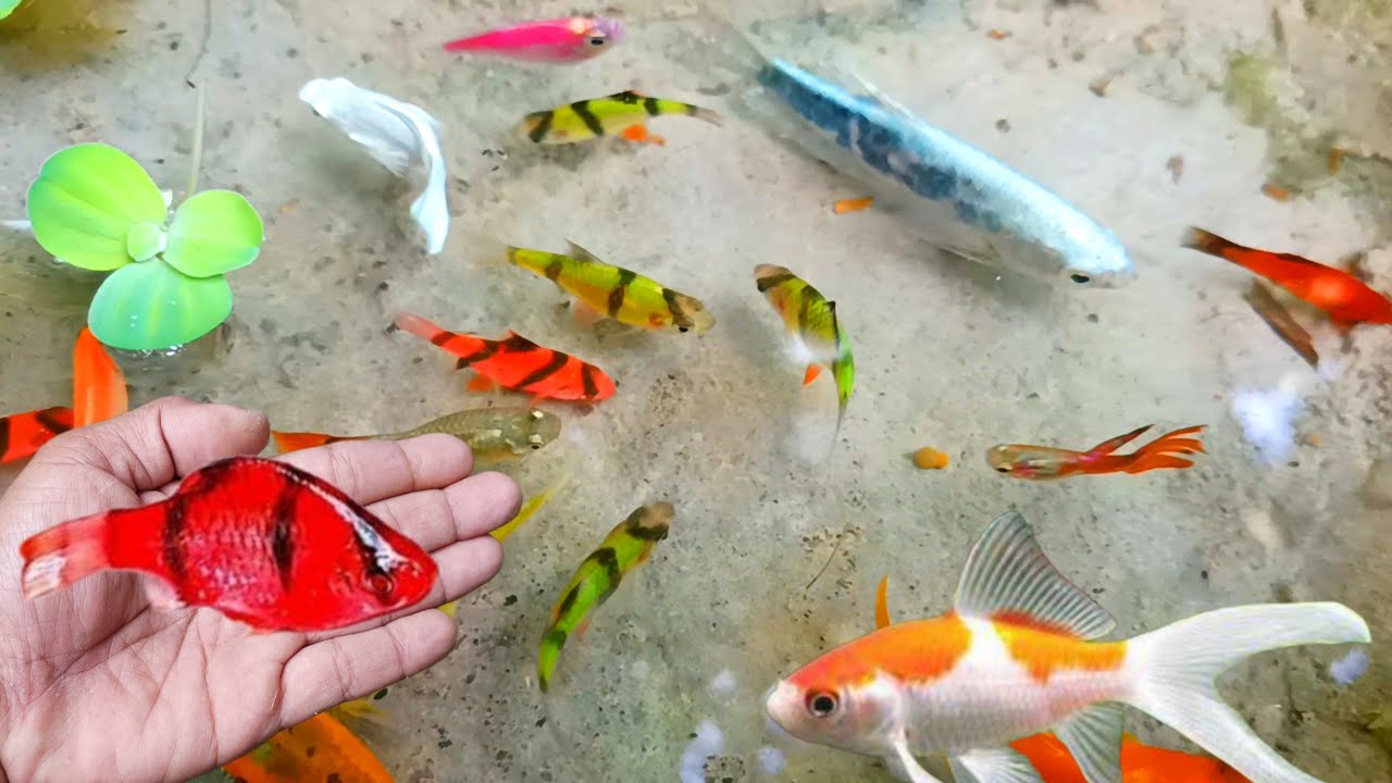 finding colourful ornamental fish koi fish Koki fish catfish betta fish ...