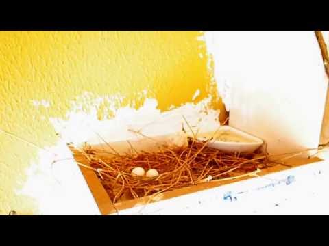 KUMRU YUVASI  DOVE NEST