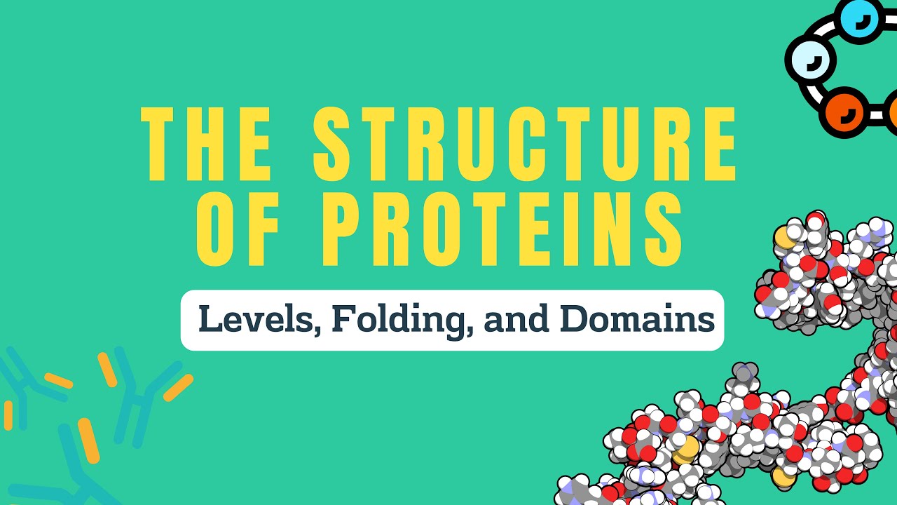 Introduction to Protein Structure: Levels, Folding, and Domains - YouTube
