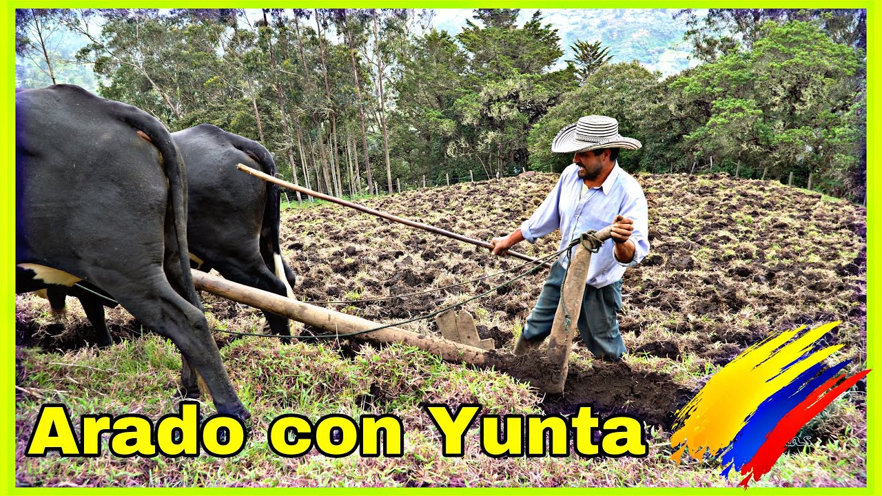 El Arado de Mancera Con Yunta de Bueyes En Colombia - YouTube
