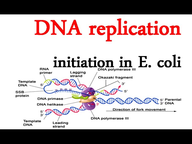 Origin Of Replication E Coli Nus Factors Of Escherichia Coli | EcoSal