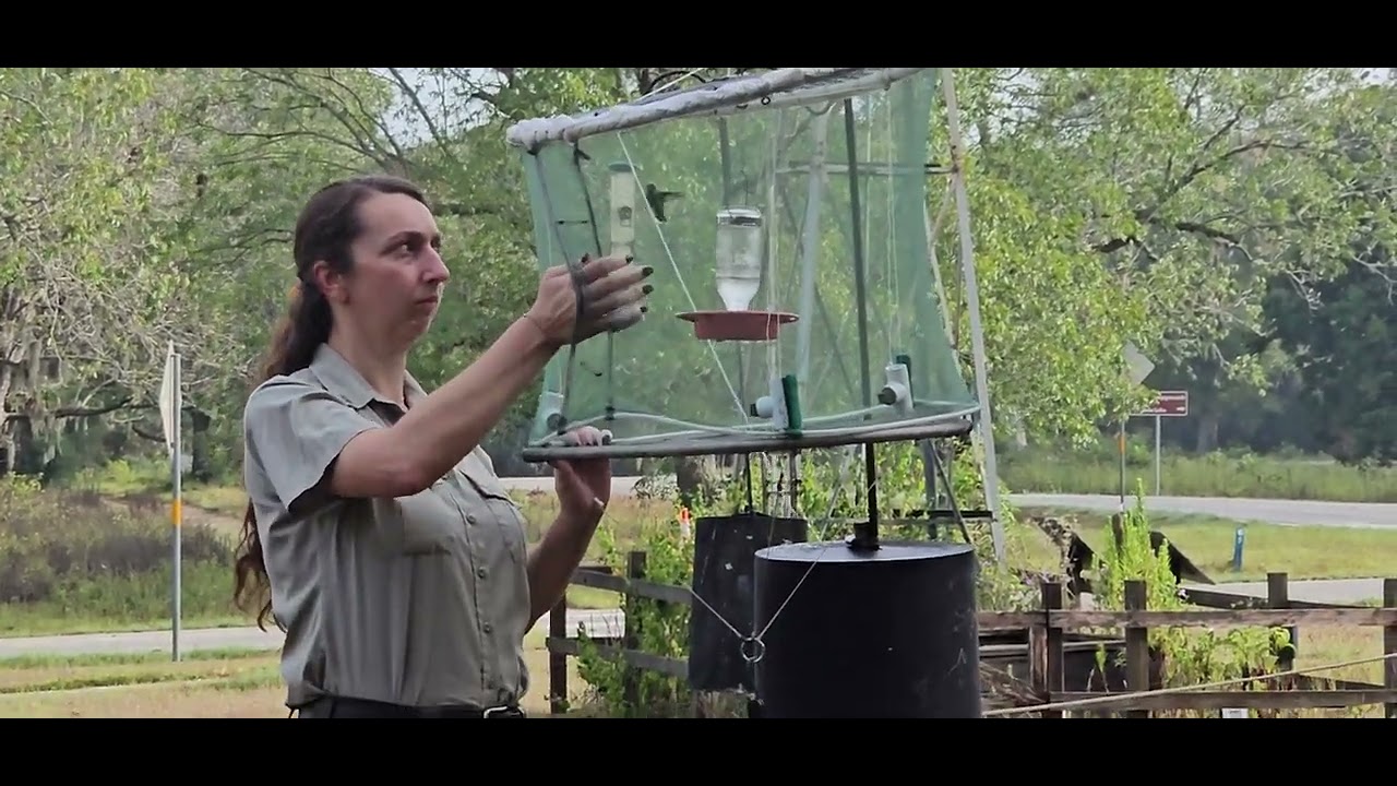 Banding Hummingbirds - Brazos Bend State Park - The Capture - YouTube