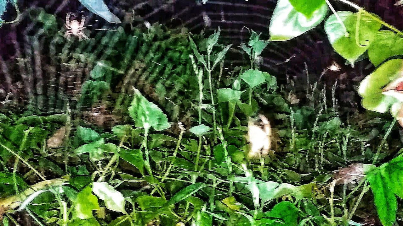 Night Hunting ng mga Gagamba halos magkadikit lang ang sapot nila - YouTube