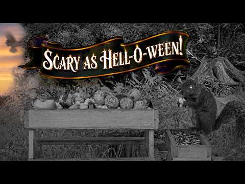 Mourning Dove Flees Gary the Gray Squirrel When Night Vision Hits!