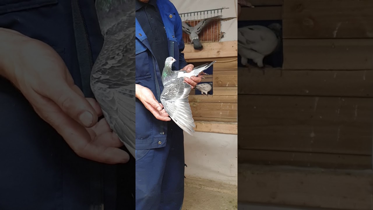 Young birds sprint/middle distance pigeons - YouTube