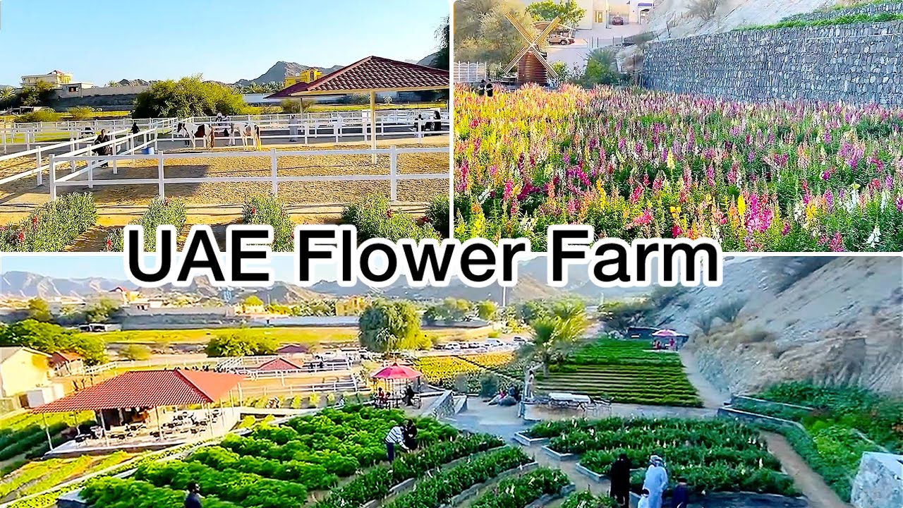 Hidden Gem | Inside The UAE Flower Farm | UAE Flower Farm Ras Al ...