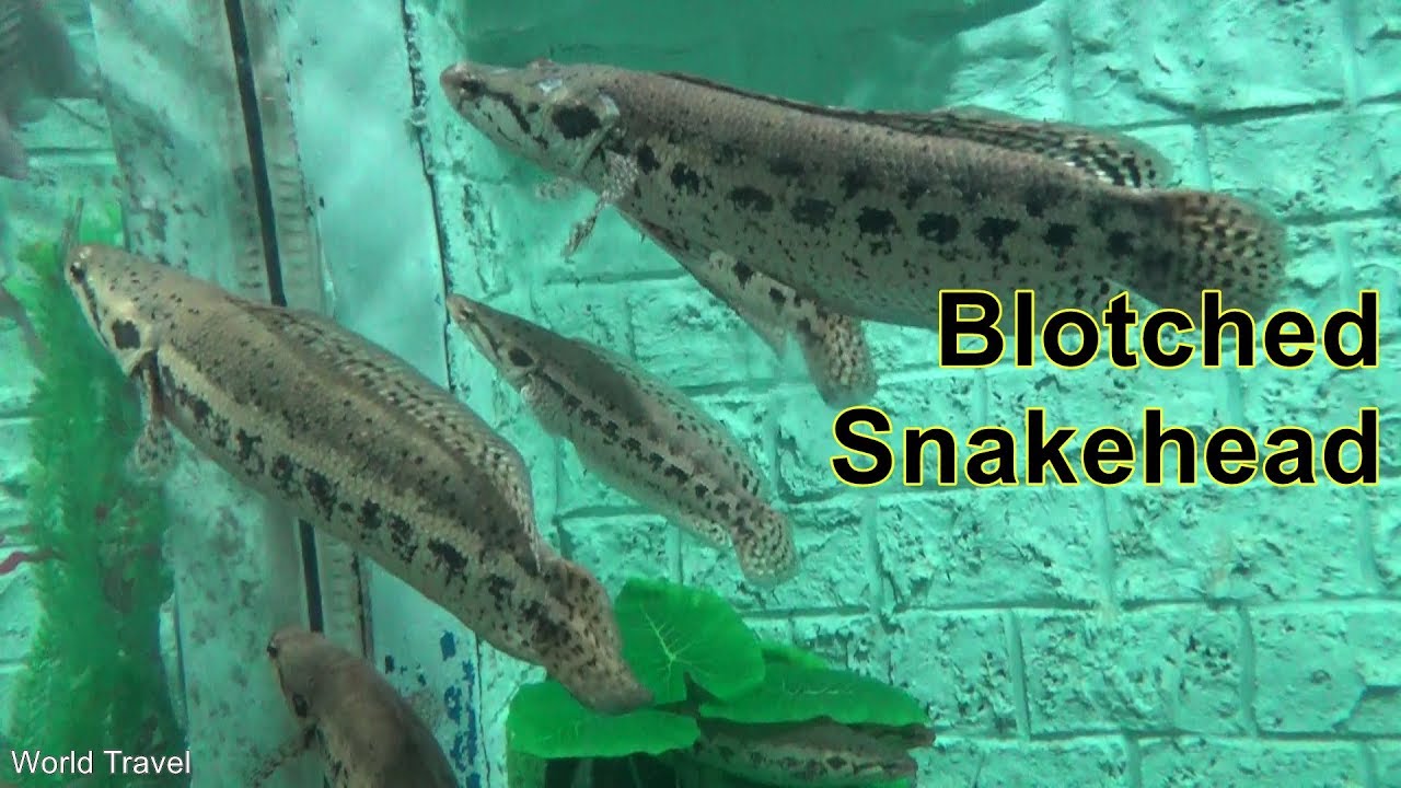 Blotched Snakehead at the Nong Khai Aquarium, Thailand. - YouTube