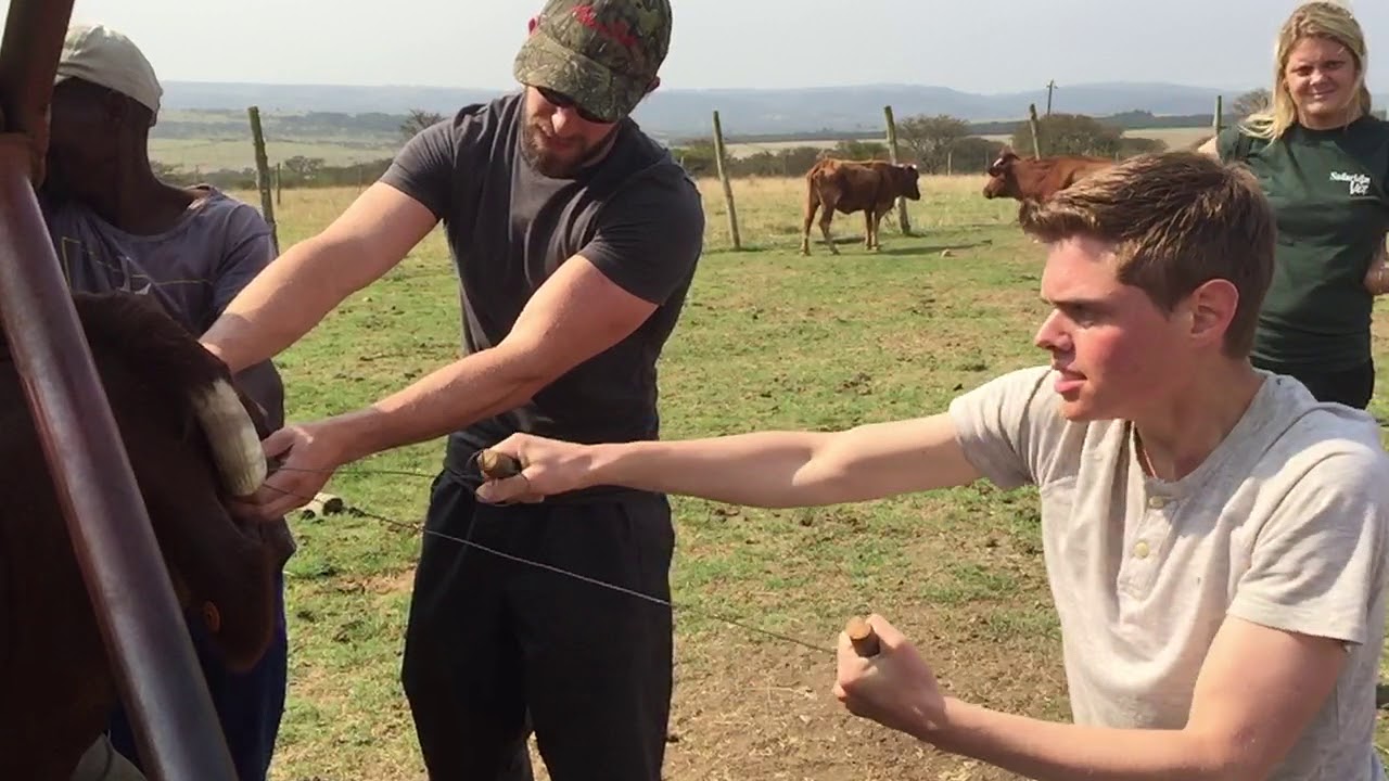 Dehorning Cattle - YouTube