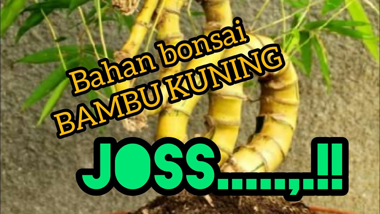 Bahan "BONSAI BAMBU KUNING" joss gandos - YouTube