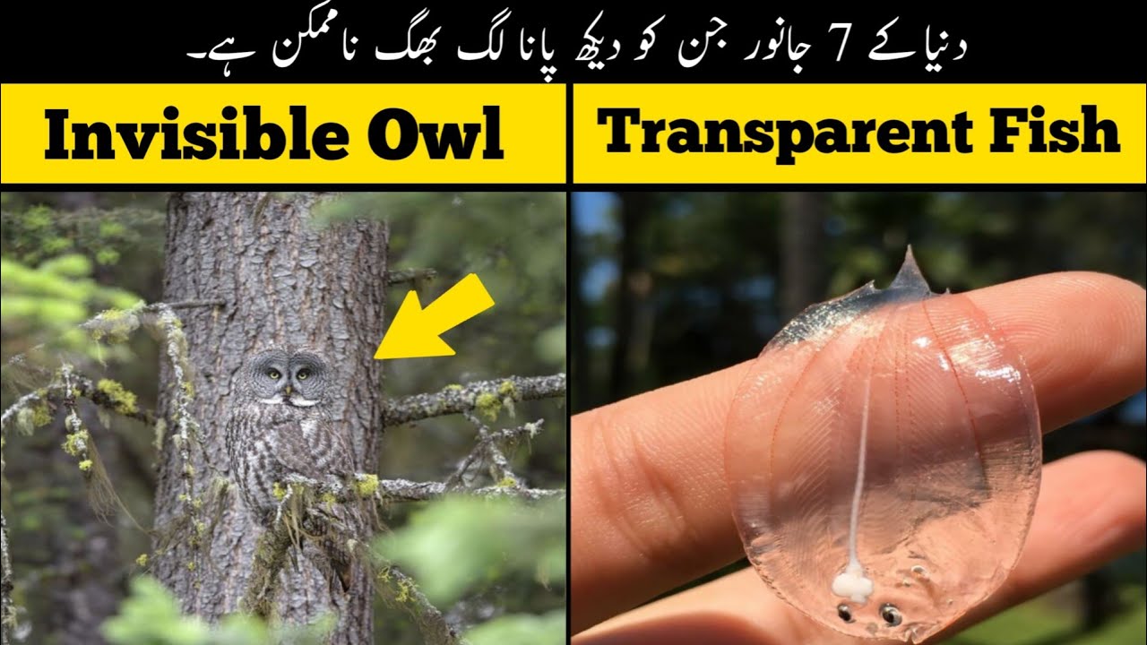 Top 7 Invisible Animals In The World | Transparent Animals In The World ...
