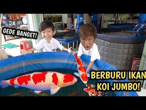 BERBURU IKAN KOI SUPER JUMBO DI PASAR!!