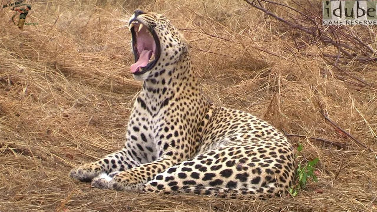 Wet Leopard Shows His Fangs | African Wildlife Sightings - YouTube