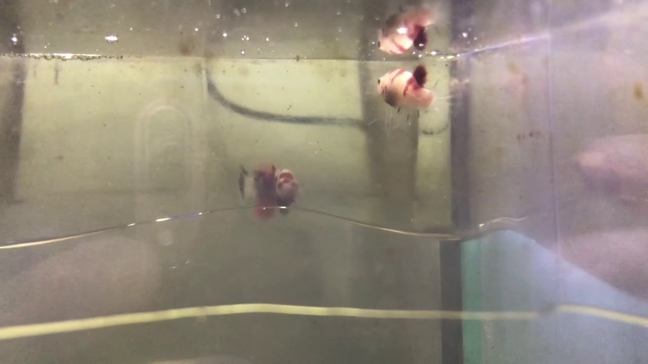 Male betta fish in my spawn - YouTube