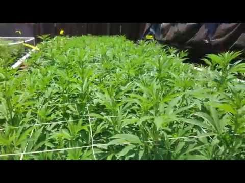 Outdoor SCROG Veg Update (preparing for bloom) - YouTube