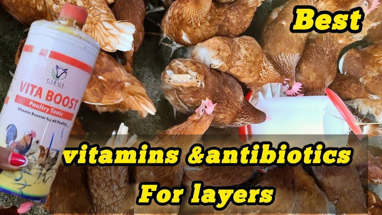 The importance of Vitamins, Antibiotics & Good management skills for ...