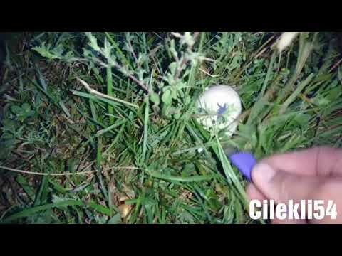 Karanlıkta telefon ışığı ile mantar topladık. 23 Haziran 2019