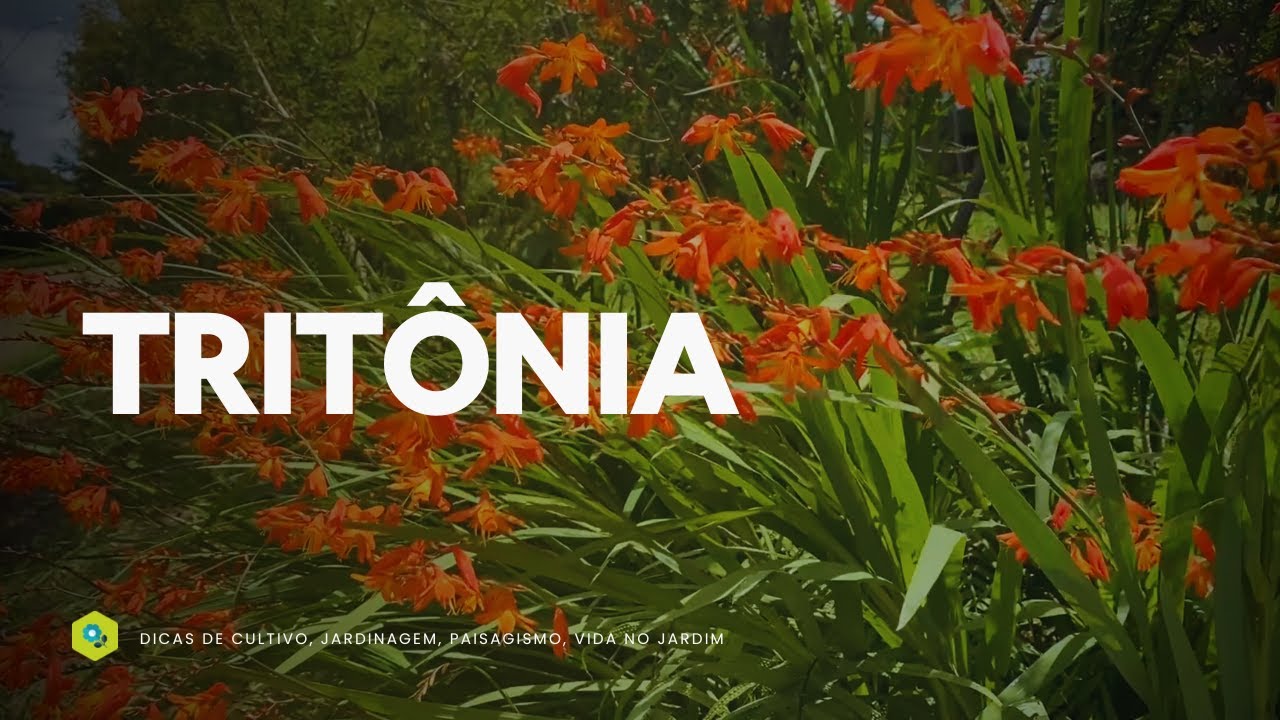 TUDO sobre a TRITÔNIA: CARACTERÍSTICAS, CULTIVO e DICAS DE PAISAGISMO ...