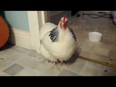 Chicken sneezing with Big explosion meme💥