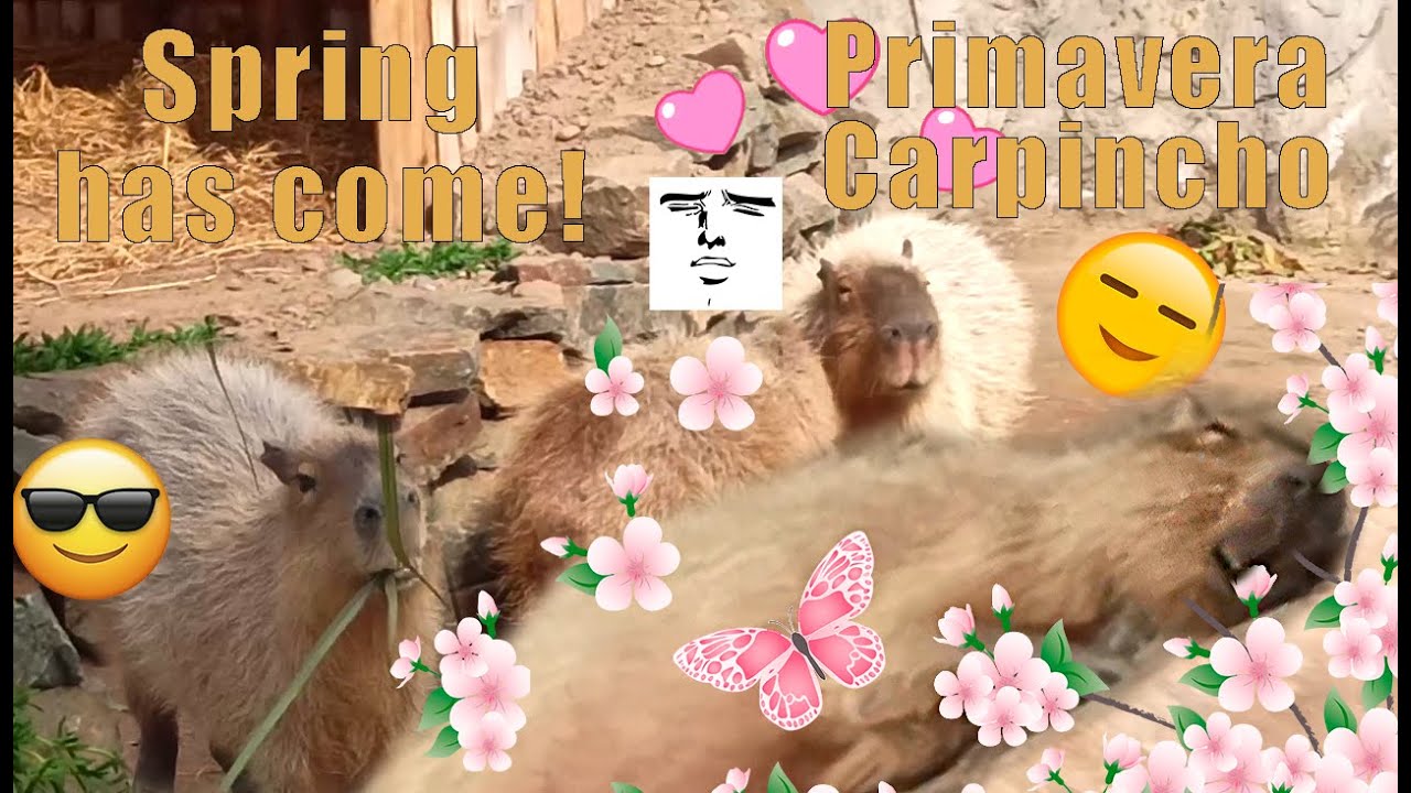 Primavera carpincho capibara - capybara in spring - YouTube