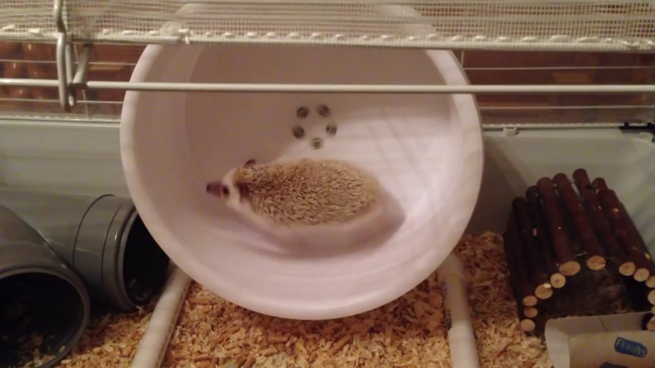 Fitness Hedgehog - YouTube