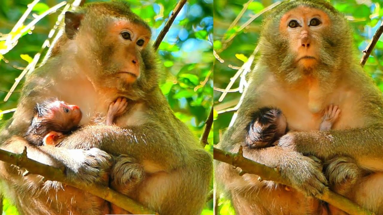 Welcome to the world, baby monkey! Congratulations to the mother on the ...