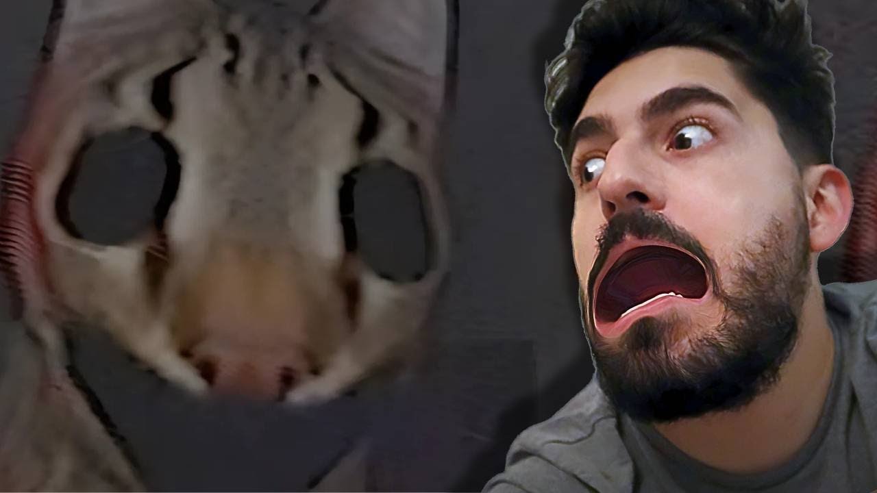 Meow | Short Indie Horror - YouTube