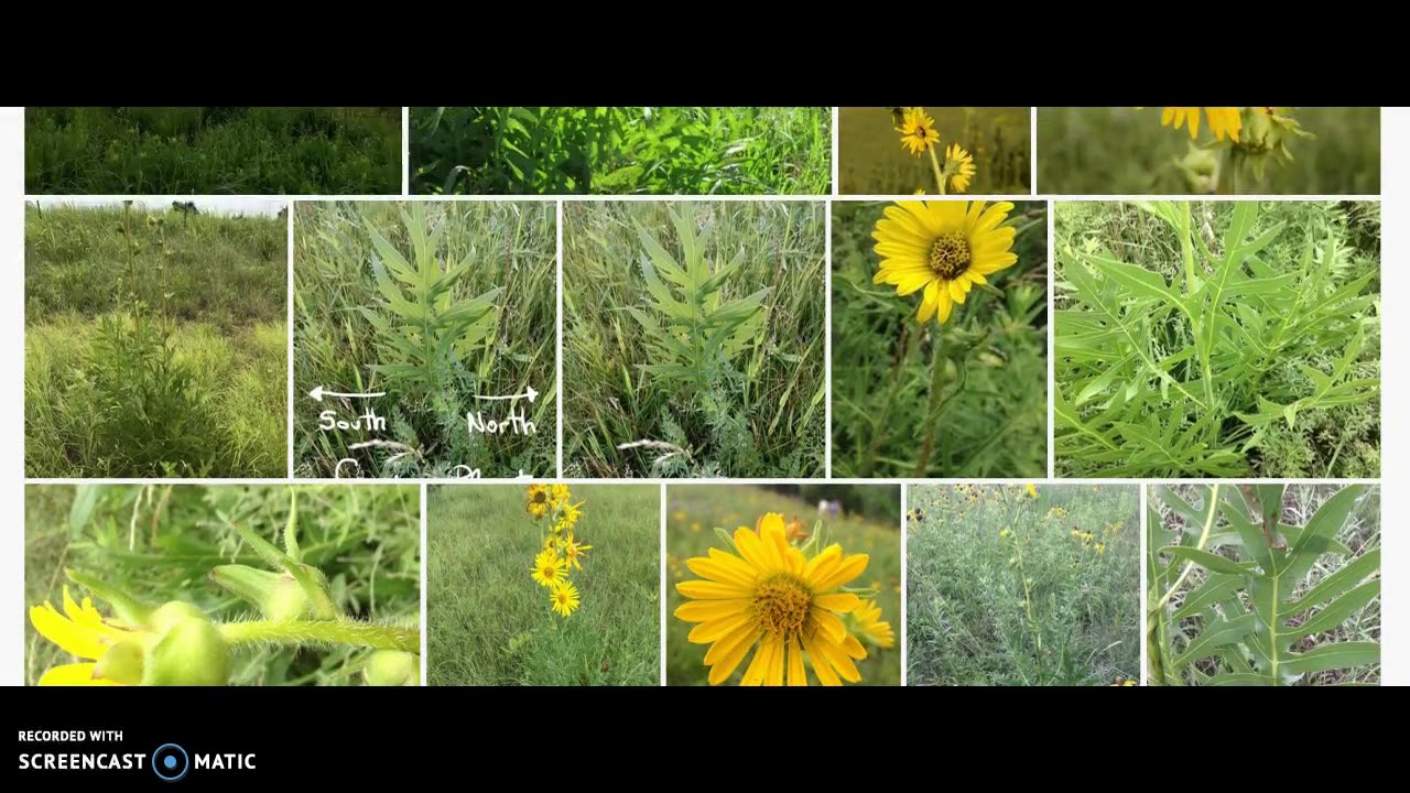 Native Prairie Forbs - YouTube