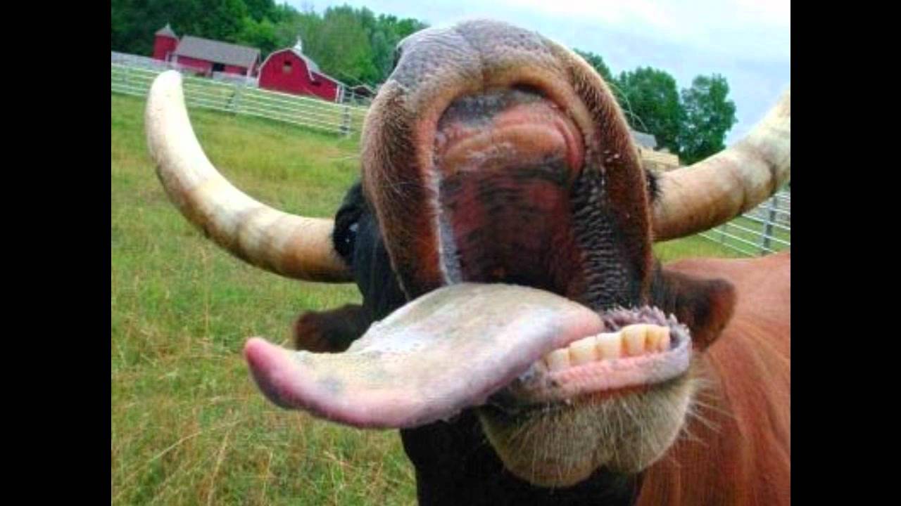 Crazy cow Vs Madagaskar I Like To (muh) Move it - YouTube