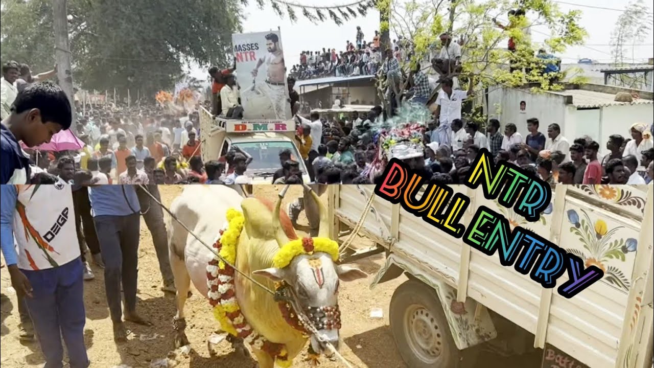 NTR Mass Bull 4K Video Enter to Village Kondakinda Palli 2023 - YouTube