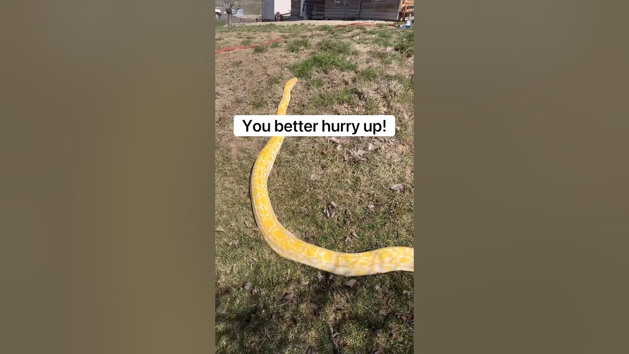 My Wife Freaks Out When Giant Python Gets Near Dog 😱🐶#shorts #python ...