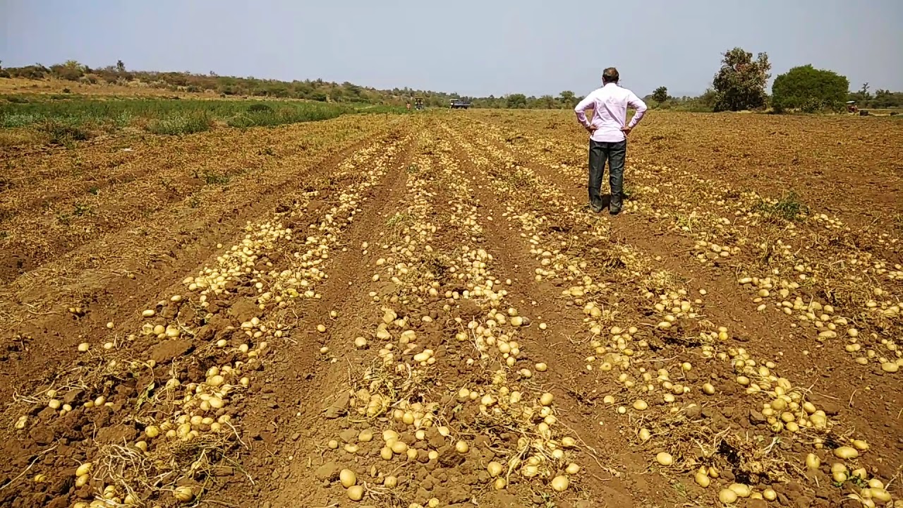 Potato Reap - YouTube