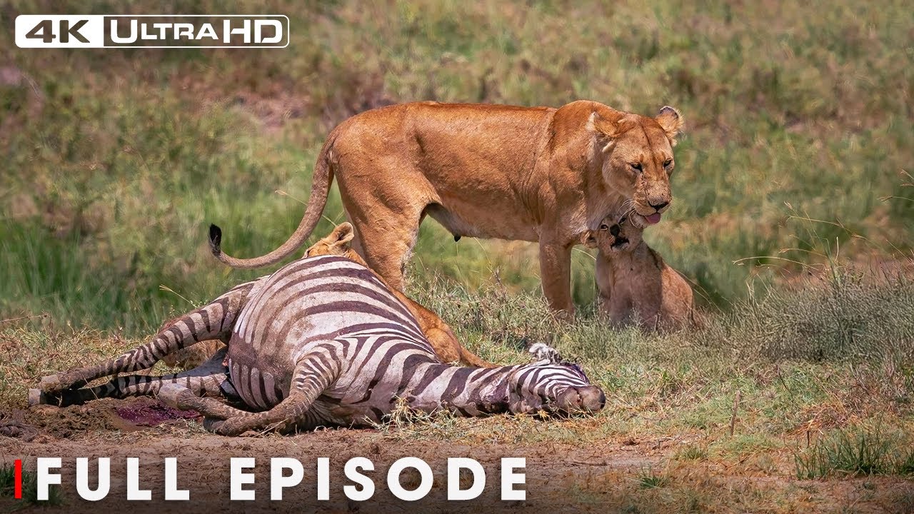 The Surviving the Deadly Predators (Full Episode) | Nature Animal ...