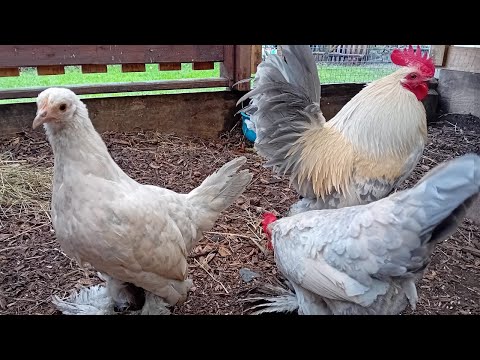 Introducing Young Hen to older Pair of Chickens 🐔 Porcelain Sablepoot Bantams #chickenlife # ...