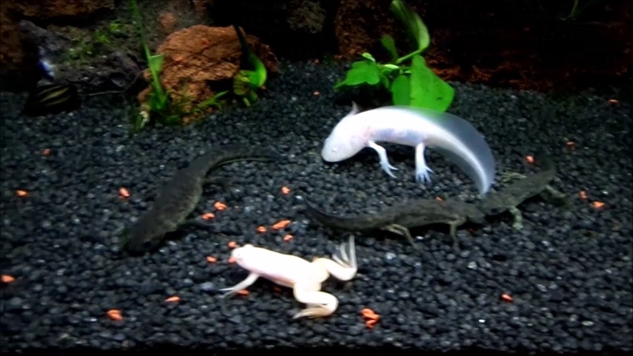 Acquario Tour! - Axolotl, Rane e Salamandre - YouTube