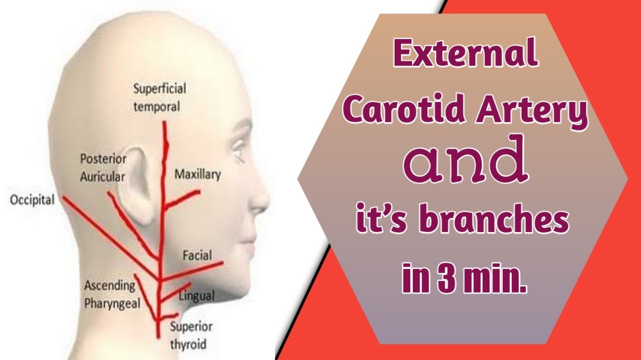 Branches of External Carotid Artery | ECA branches - YouTube