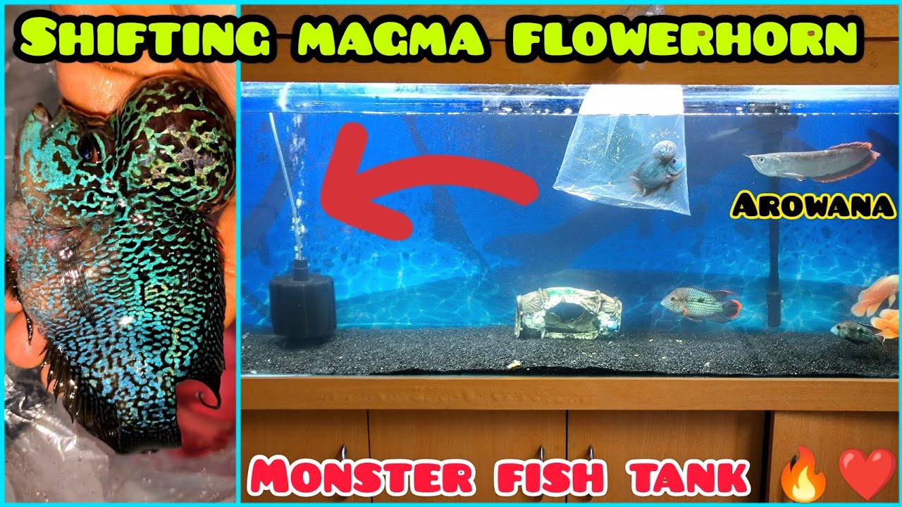 Shifting Magma Flowerhorn To Monster Fish Tank 🔥 || #fish #flowerhorn # ...