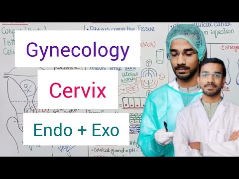Cervix | Parts of Cervix