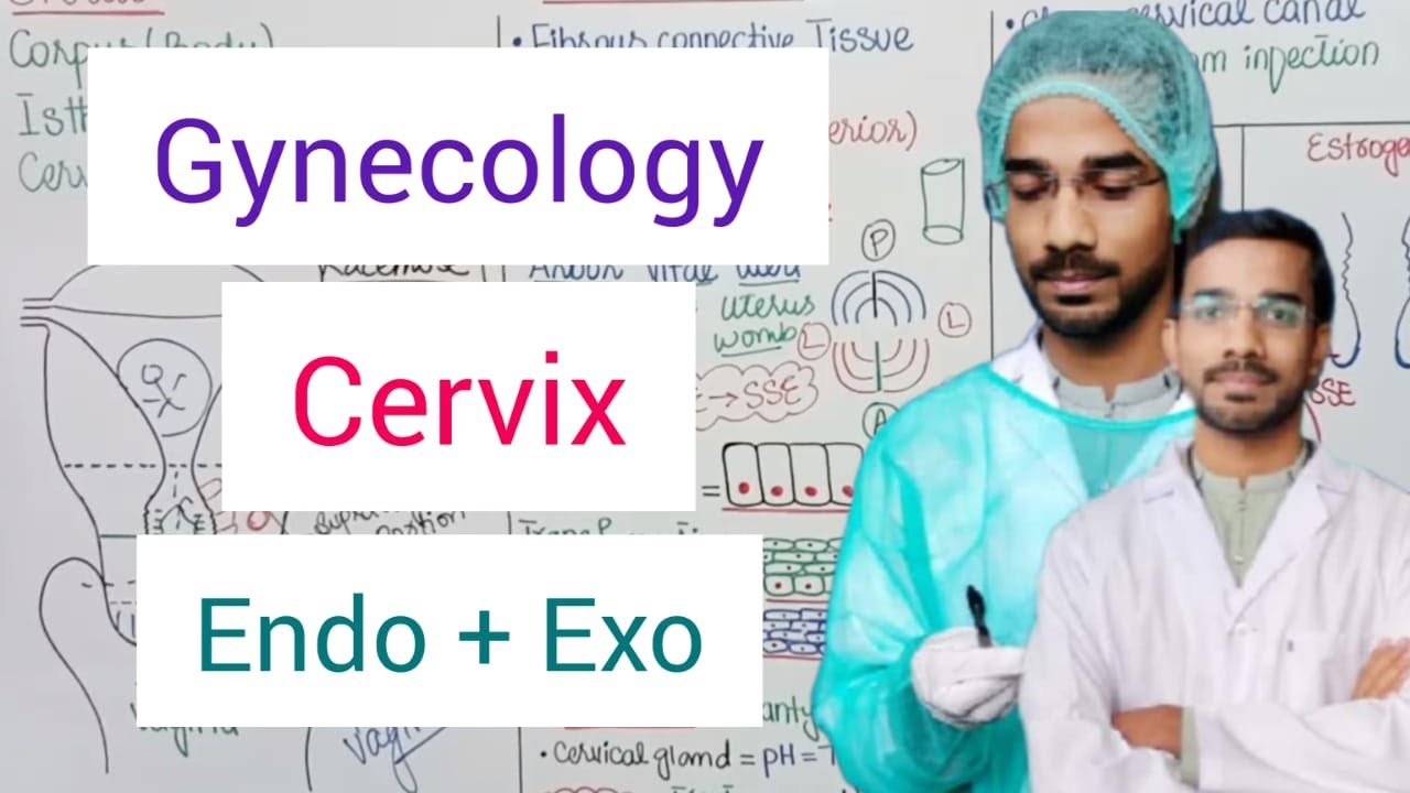 Cervix | Parts of Cervix - YouTube