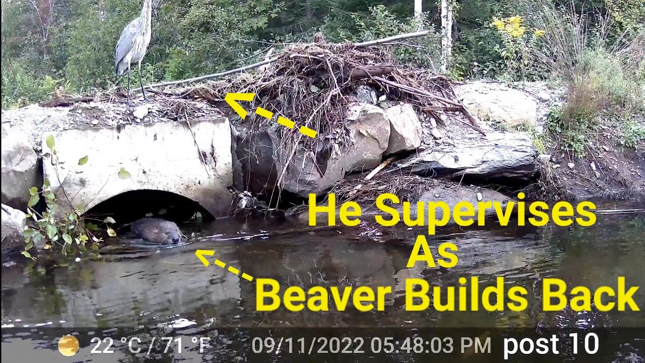 Beaver Clogging Large Culvert Overnight With Other Animal Sightings ...