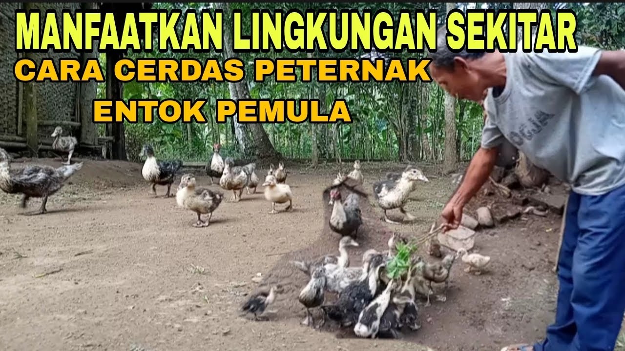 cara cerdas peternak entok pemula beternak entok - YouTube
