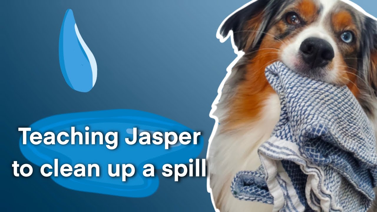 How to teach your dog how to help clean up a spill - YouTube