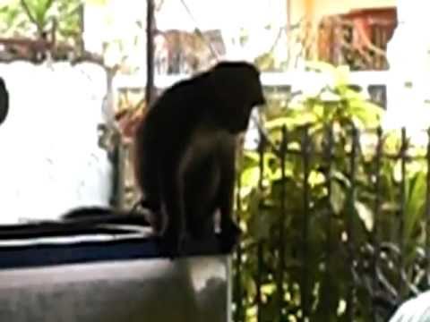 one leg monkey, big arrowana - YouTube